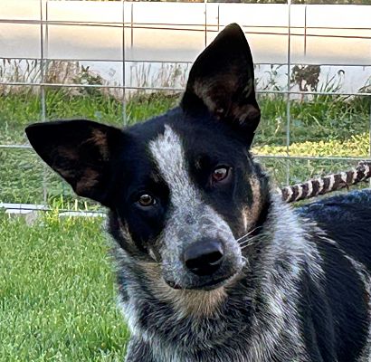 Greeley, CO - Australian Cattle Dog. Meet Hank a Pet for Adoption ...