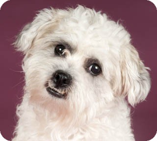 Chicago, IL - Lhasa Apso. Meet CJ a Pet for Adoption.