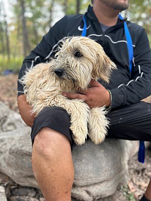 Hoffman Estates, IL - Wheaten Terrier. Meet Angel a Pet for Adoption ...