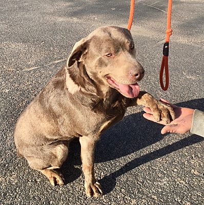 Heber, UT - Labrador Retriever/Mixed Breed (Medium). Meet Dory a Pet ...
