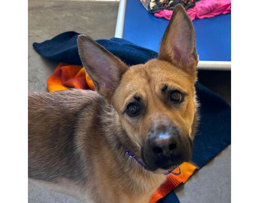 Pittsburgh, PA - German Shepherd Dog. Meet Clover a Pet for Adoption ...