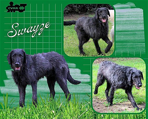 Lindsay, CA - Irish Wolfhound/Pointer. Meet Swayze a Pet for Adoption ...