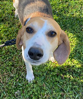 Inverness, FL - Foxhound/Mixed Breed (Medium). Meet Queenie a Pet for ...