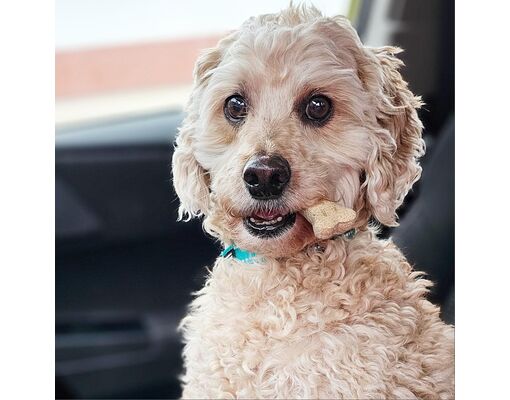 Wichita, KS - Poodle (Miniature)/Labrador Retriever. Meet Thunder a Pet ...