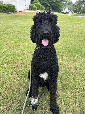 Alpharetta, GA - Poodle (Standard). Meet Gus a Pet for Adoption ...