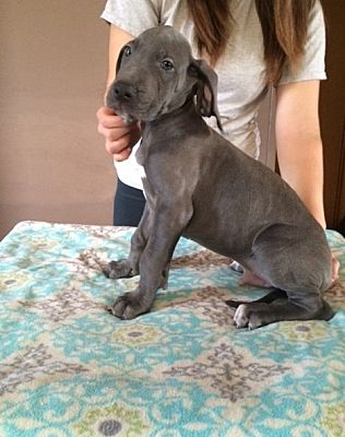CHICAGO, IL - Great Dane. Meet Great Dane pups a Pet for Adoption ...