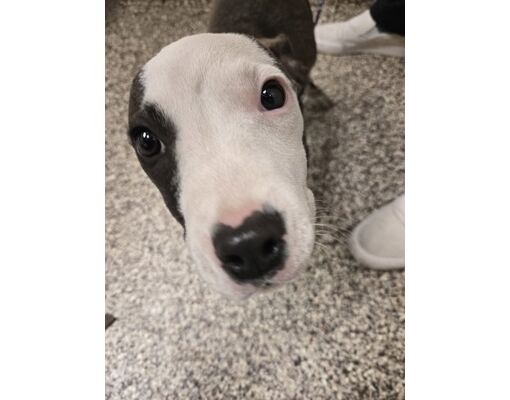 Detroit, MI - American Pit Bull Terrier. Meet Boy George a Pet for ...