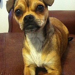 San Diego, CA - Pug/Chihuahua. Meet JOSIE, Pugchi! a Pet for Adoption ...