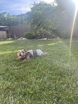 Hayward, CA - English Bulldog. Meet Moka a Pet for Adoption - AdoptaPet.com