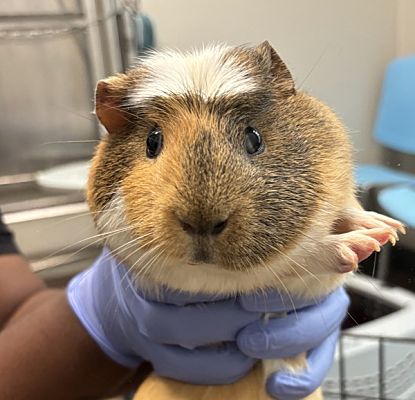 San Diego, CA - Guinea Pig. Meet Meekie a Pet for Adoption - AdoptaPet.com