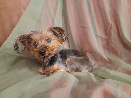 Detroit, MI - Yorkie, Yorkshire Terrier. Meet Godessa a Pet for ...