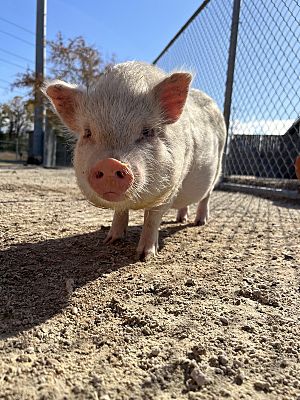 Houston, TX - Pig (Farm). Meet Wilma a Pet for Adoption - AdoptaPet.com