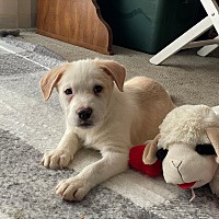 Adoptable Pets – Rover Rescue