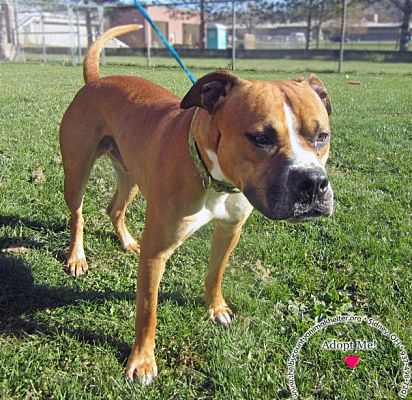 Sidney, OH - Boxer. Meet Eddy a Pet for Adoption - AdoptaPet.com