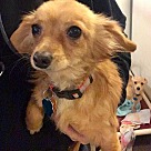 Papillon Puppies - Papillon Rescue and Adoption Near You