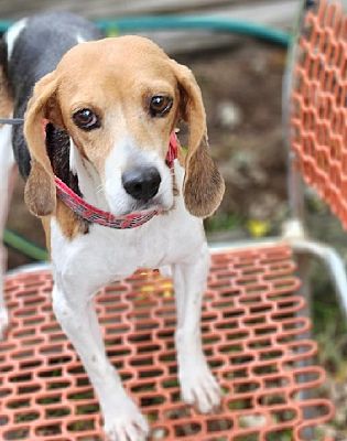 Thompson Falls, MT - Beagle. Meet Clover a Pet for Adoption - AdoptaPet.com