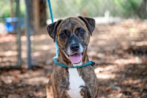 SAINT AUGUSTINE, FL, FL - Boxer. Meet Ruby a Pet for Adoption ...