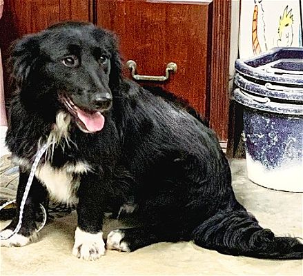 Holly Springs, MS - Border Collie/Basset Hound. Meet Eddie a Pet for ...