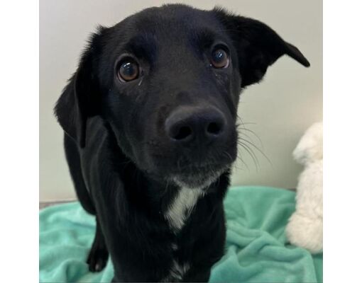 Kanab, UT - Hound (Unknown Type)/Mixed Breed (Medium). Meet Scraps a ...