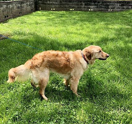 Gallagher, WV - Golden Retriever/Retriever (Unknown Type). Meet Fergus ...