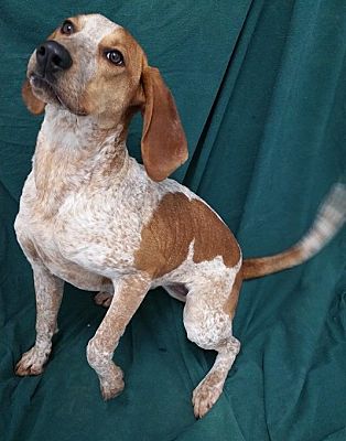 Springfield, VT - English (Redtick) Coonhound/Beagle. Meet Ginny a Pet ...