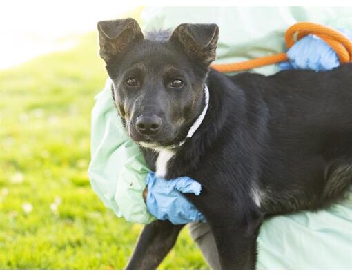 Phoenix, AZ - German Shepherd Dog. Meet SPORK a Pet for Adoption ...