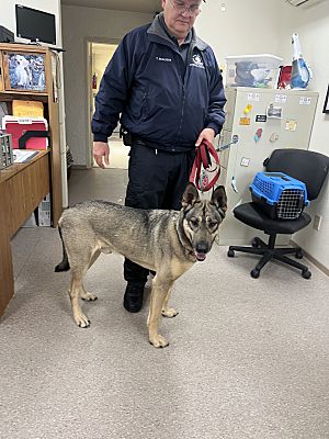 Fallon, NV - Shepherd (Unknown Type). Meet Moose-Bear a Pet for ...