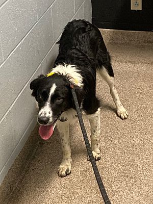 Troy, OH - Border Collie. Meet Border a Pet for Adoption - AdoptaPet.com