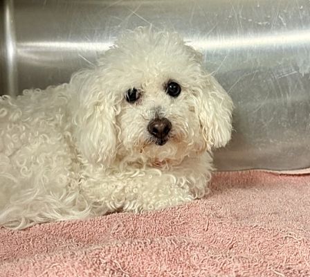 Fort Madison, IA - Bichon Frise. Meet Ginger a Pet for Adoption ...