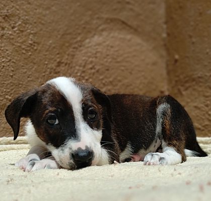 Chula Vista, CA - Jack Russell Terrier/Carolina Dog. Meet Lauren Bacall ...