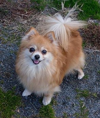 Fairfax, VA - Pomeranian. Meet Sweetie Pie a Pet for Adoption ...