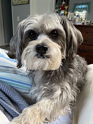 Oxnard, CA - Yorkie, Yorkshire Terrier/Maltese. Meet Teddy a Pet for ...