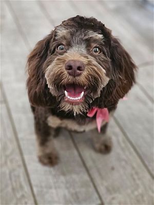 Penrose, CO - Cocker Spaniel/Poodle (Miniature). Meet Churro a Pet for ...