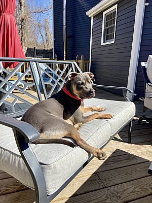 Mansfield, MA - American Pit Bull Terrier. Meet Cairo a Pet for ...