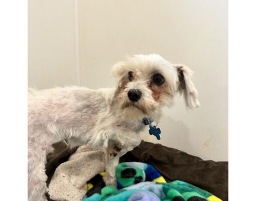 Kanab, UT - Maltese/Mixed Breed (Medium). Meet Sunfish a Pet for ...