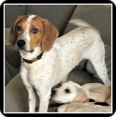 Middletown, CT - English (Redtick) Coonhound/Beagle. Meet Oden a Pet ...