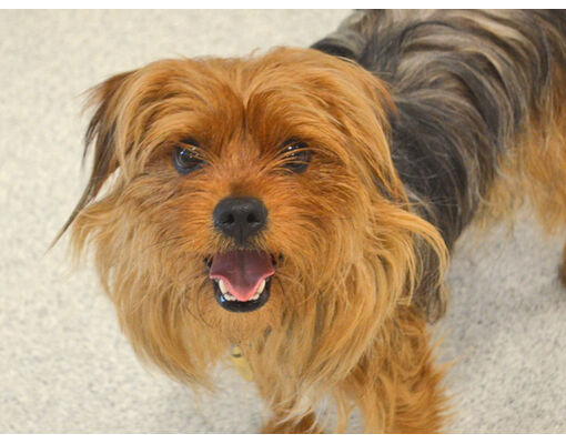 Denver, CO - Yorkie, Yorkshire Terrier/Mixed Breed (Medium). Meet ZOIE ...