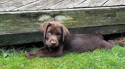 Toronto, ON - Labrador Retriever. Meet TUCKER a Pet for Adoption ...