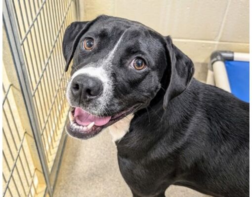 Virginia Beach, VA - Labrador Retriever/Mixed Breed (Medium). Meet Mei ...