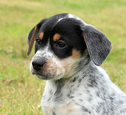 Southbury, CT - Beagle/Australian Cattle Dog. Meet Benson~adopted! a ...