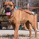 Boxer Puppies - Boxer Rescue and Adoption Near You