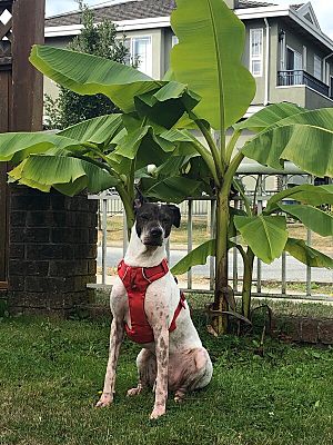 Vancouver, BC - Whippet/Terrier (Unknown Type, Medium). Meet Harriet a ...