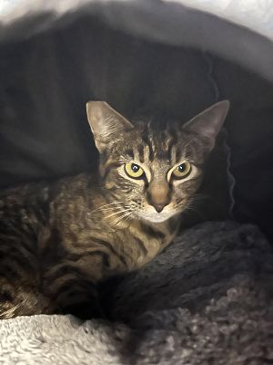 Las Vegas, NV - Tabby. Meet OLIVE a Pet for Adoption - AdoptaPet.com