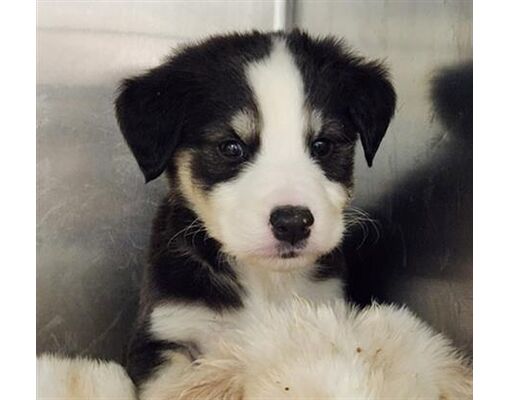 St. Louis, MO - Border Collie. Meet BUDDY a Pet for Adoption ...