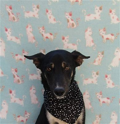 Cardiff, CA - Labrador Retriever. Meet Bluey a Pet for Adoption ...