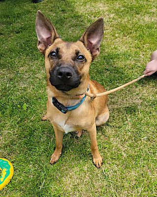 Sparta, NJ - Belgian Malinois/Boxer. Meet Dajon a Pet for Adoption ...