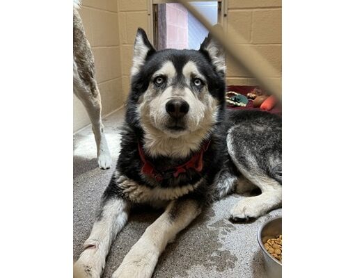 Espanola, NM - Alaskan Klee Kai/Mixed Breed (Medium). Meet Titan a Pet ...