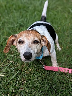 Charlotte, NC - Beagle. Meet Daizy a Pet for Adoption - AdoptaPet.com