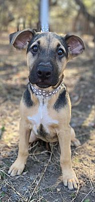 Freehold, NJ - Labrador Retriever. Meet Almond a Pet for Adoption ...