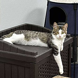 Virginia Beach, VA - Domestic Shorthair. Meet Jenner a Pet for Adoption ...